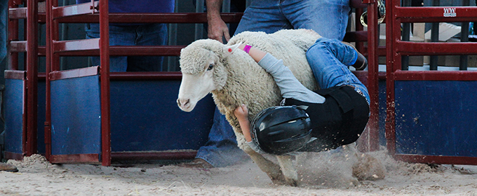 Mutton Busting | The Baylor Lariat