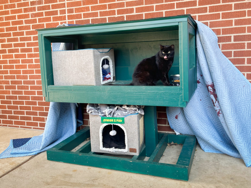 First elevated feeding station for campus cats installed at Castellaw ...