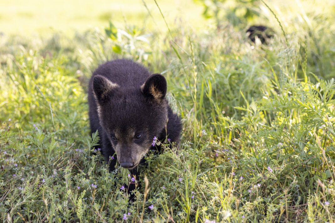 New bear cubs Indy, Belle to transition to campus over summer - The ...