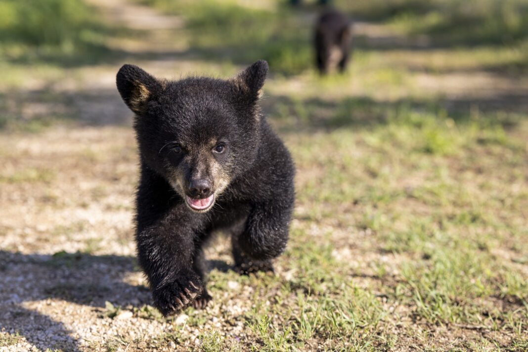 New bear cubs Indy, Belle to transition to campus over summer - The ...